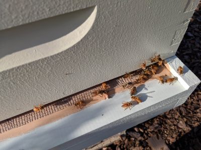 Bee Jobs - Backyard Beekeeping